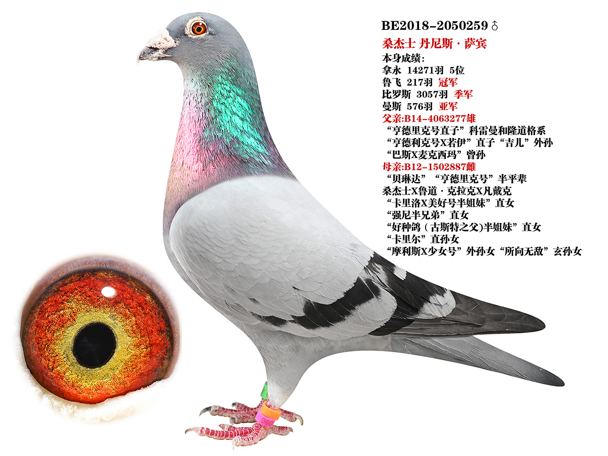 信鸽在线拍卖平台 - 中国信鸽信息网