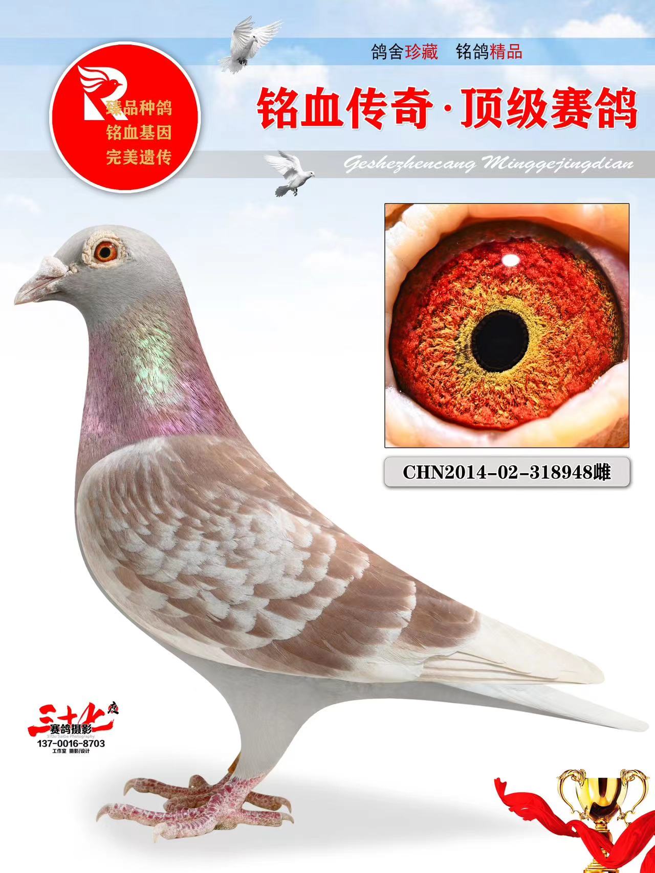 信鸽在线拍卖平台 - 中国信鸽信息网