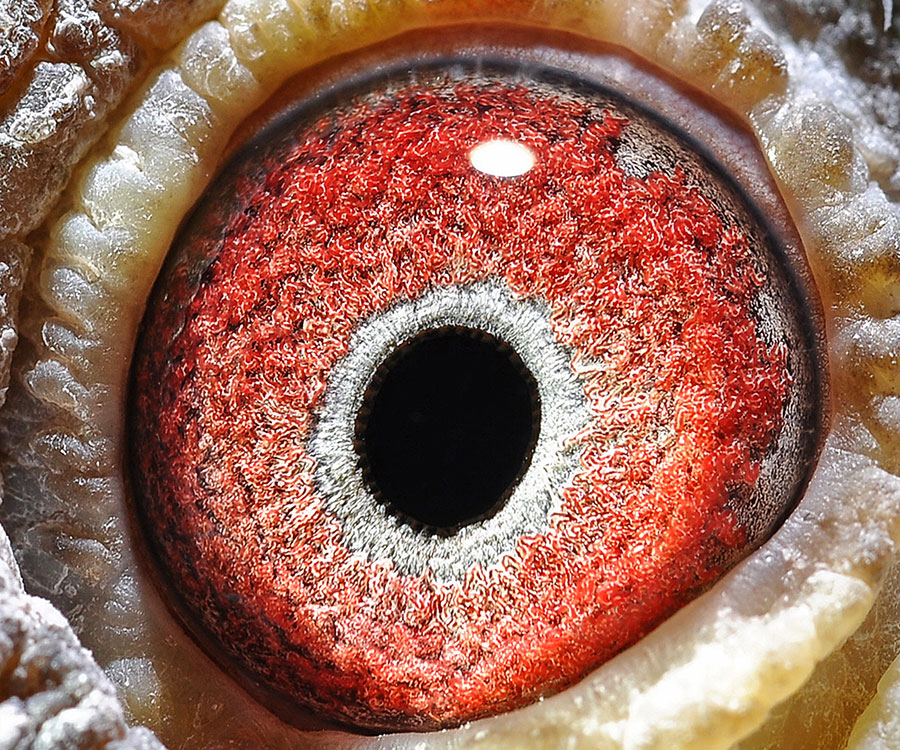 信鸽在线拍卖平台 - 中国信鸽信息网