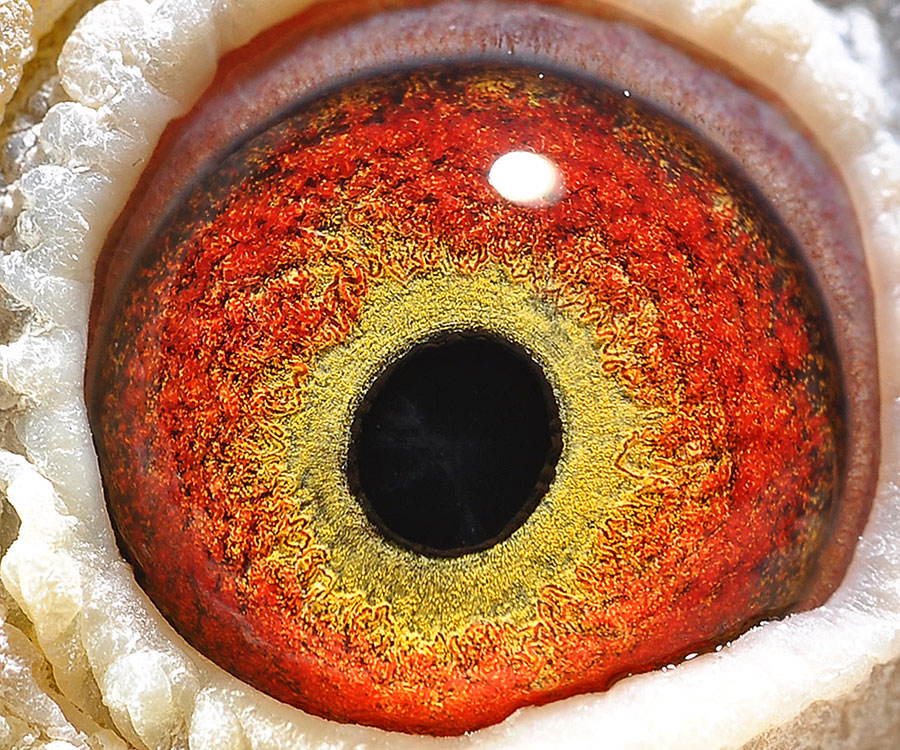 信鸽在线拍卖平台 - 中国信鸽信息网