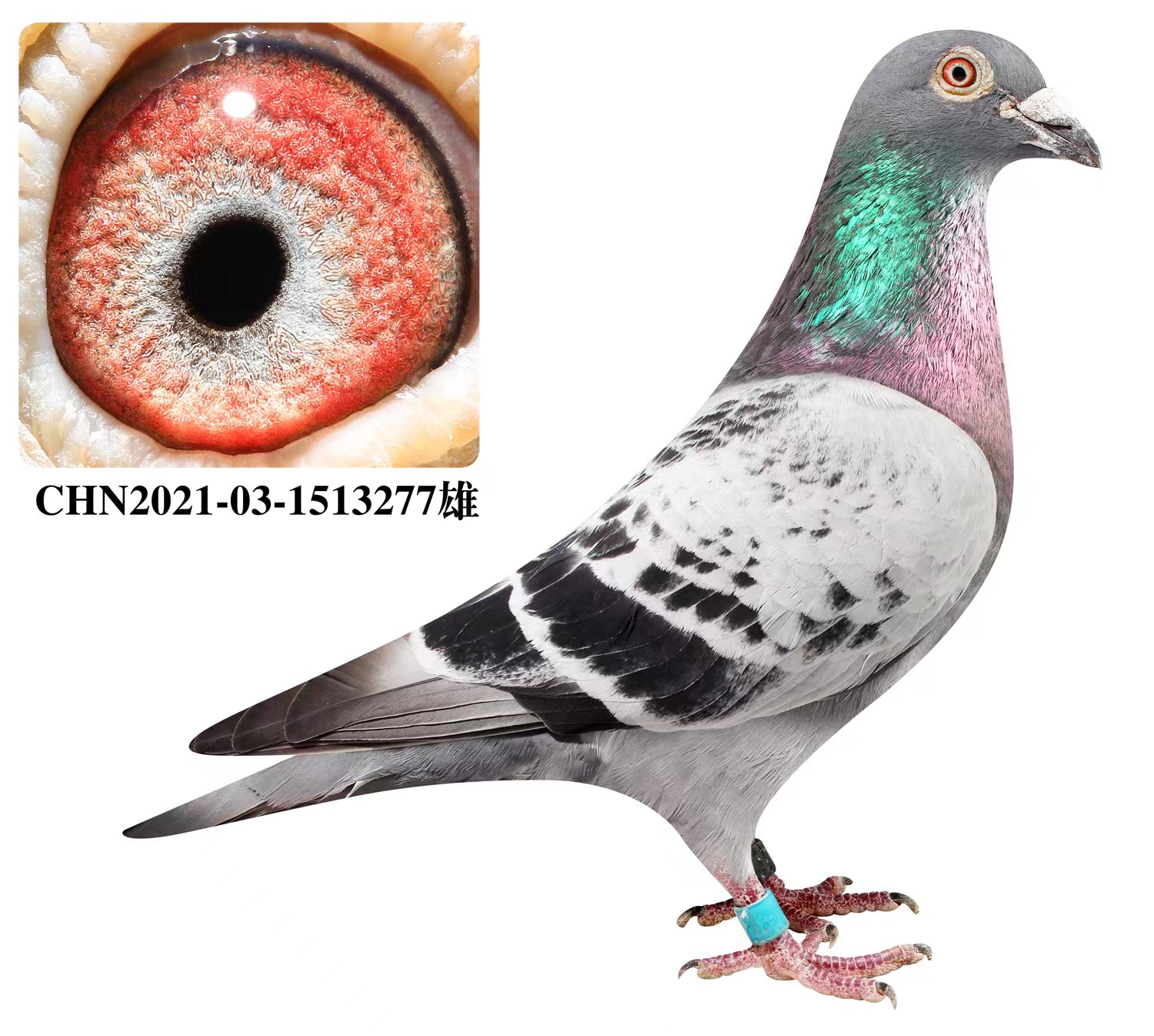 信鸽在线拍卖平台 - 中国信鸽信息网