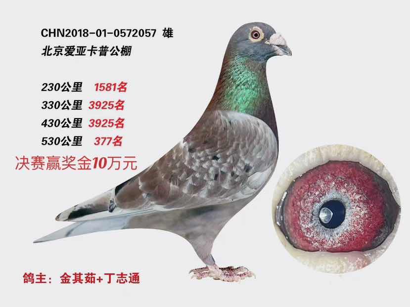 信鸽在线拍卖平台 - 中国信鸽信息网