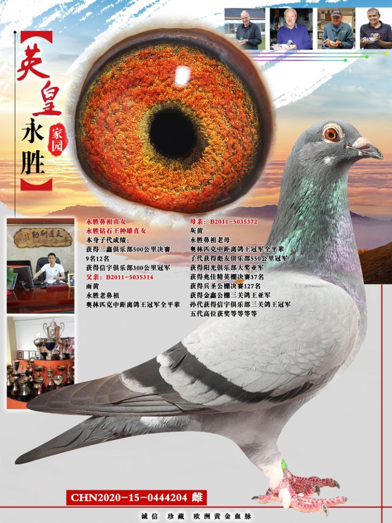 信鸽在线拍卖平台 - 中国信鸽信息网