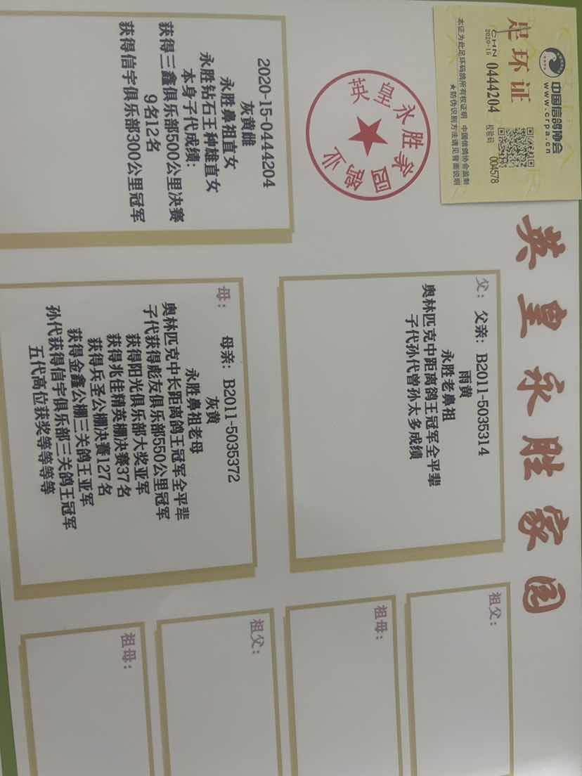 信鸽在线拍卖平台 - 中国信鸽信息网