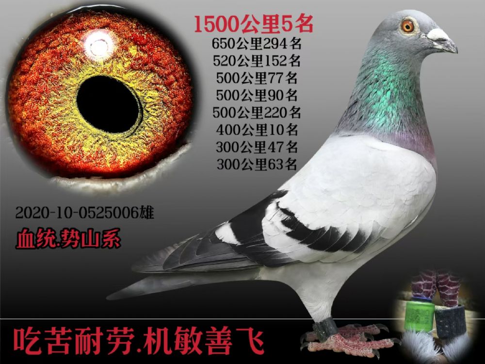 信鸽在线拍卖平台 - 中国信鸽信息网