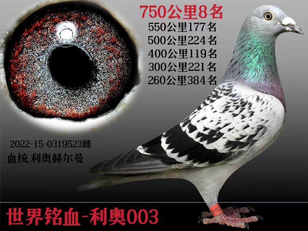 信鸽在线拍卖平台 - 中国信鸽信息网