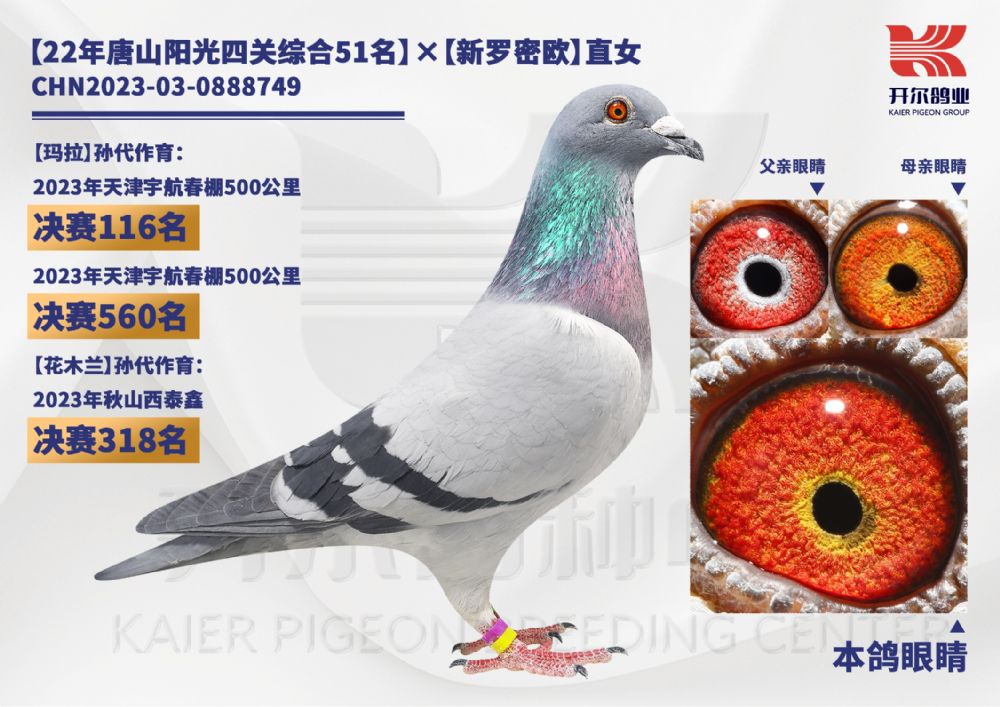 信鸽在线拍卖平台 - 中国信鸽信息网