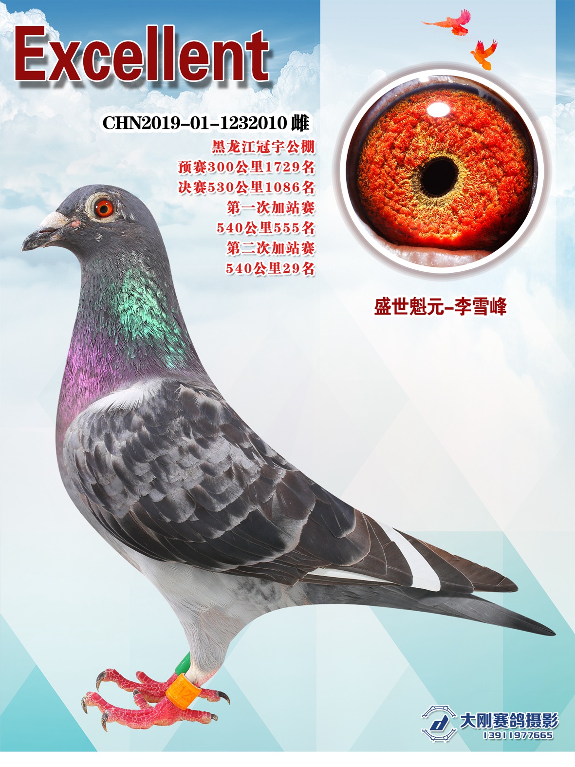 信鸽在线拍卖平台 - 中国信鸽信息网