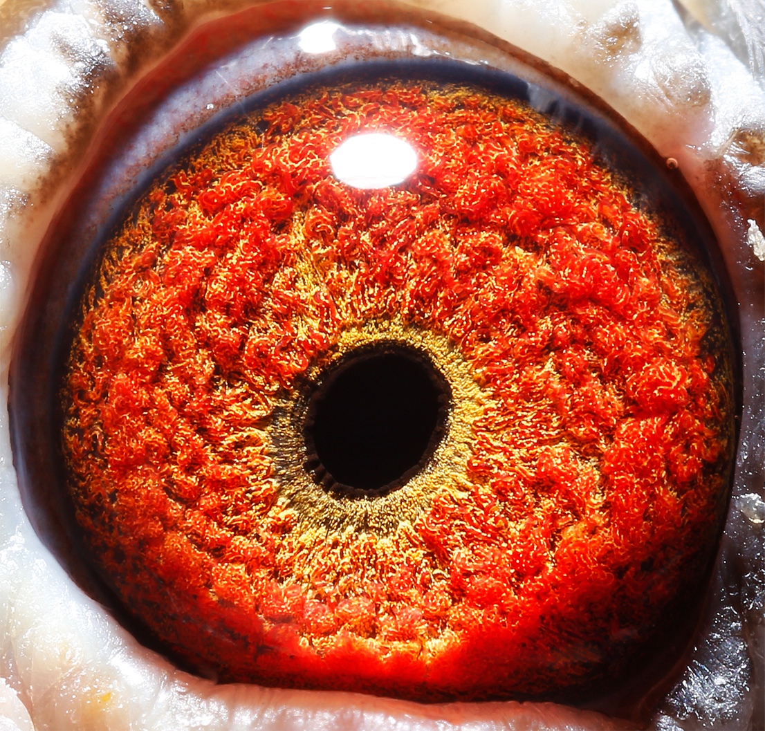 信鸽在线拍卖平台 - 中国信鸽信息网