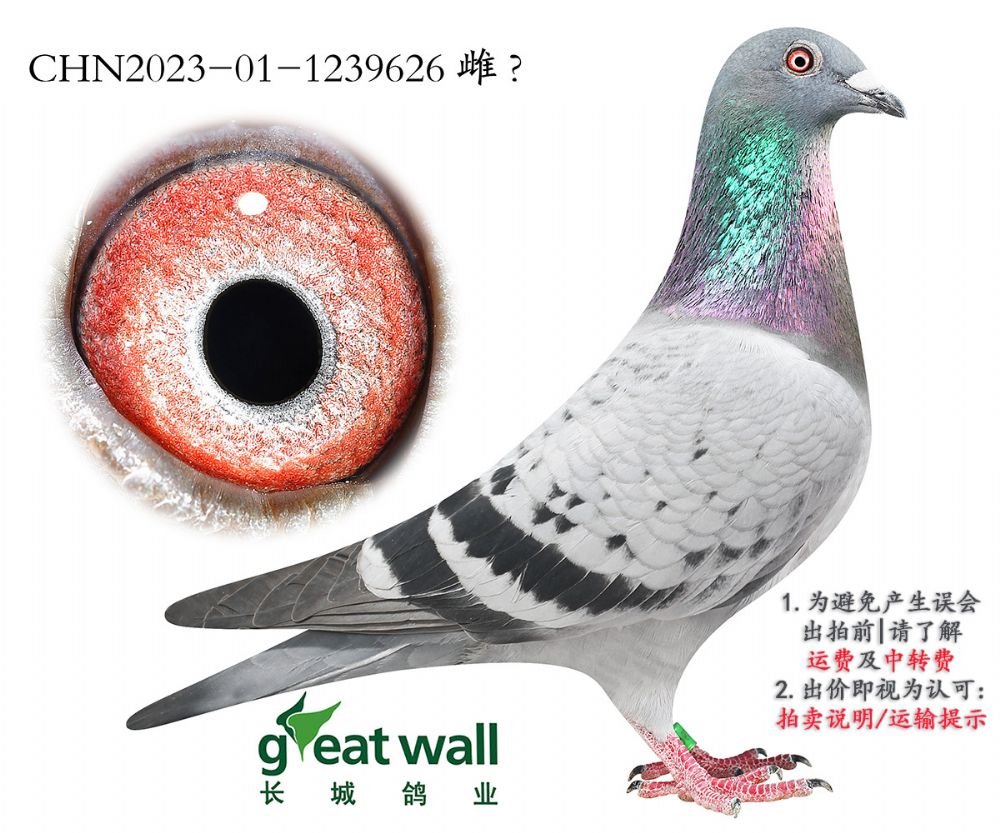 信鸽在线拍卖平台 - 中国信鸽信息网