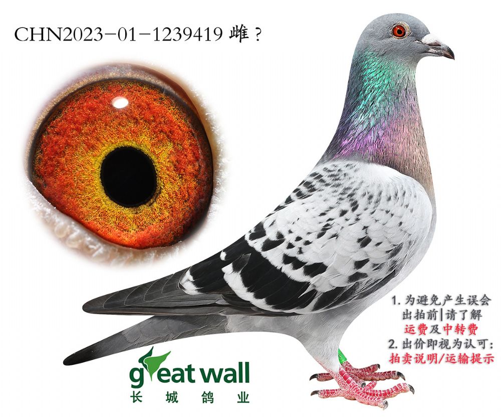 信鸽在线拍卖平台 - 中国信鸽信息网