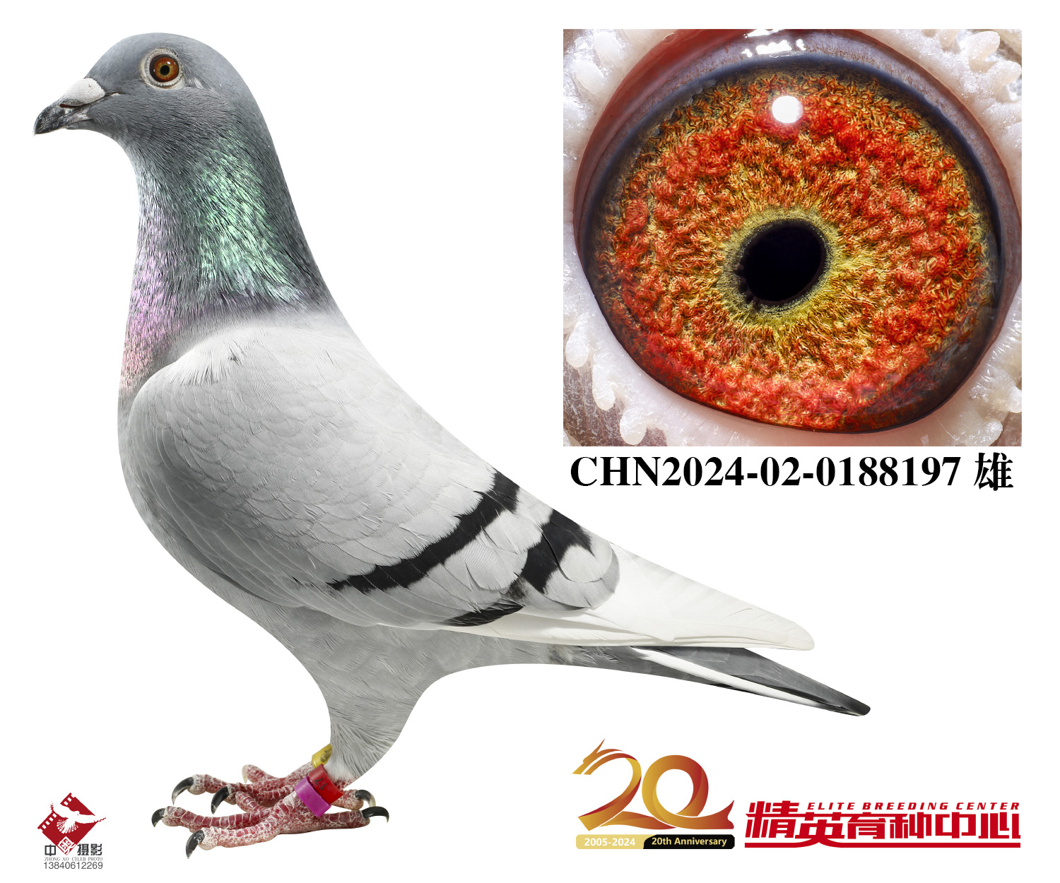 信鸽在线拍卖平台 - 中国信鸽信息网