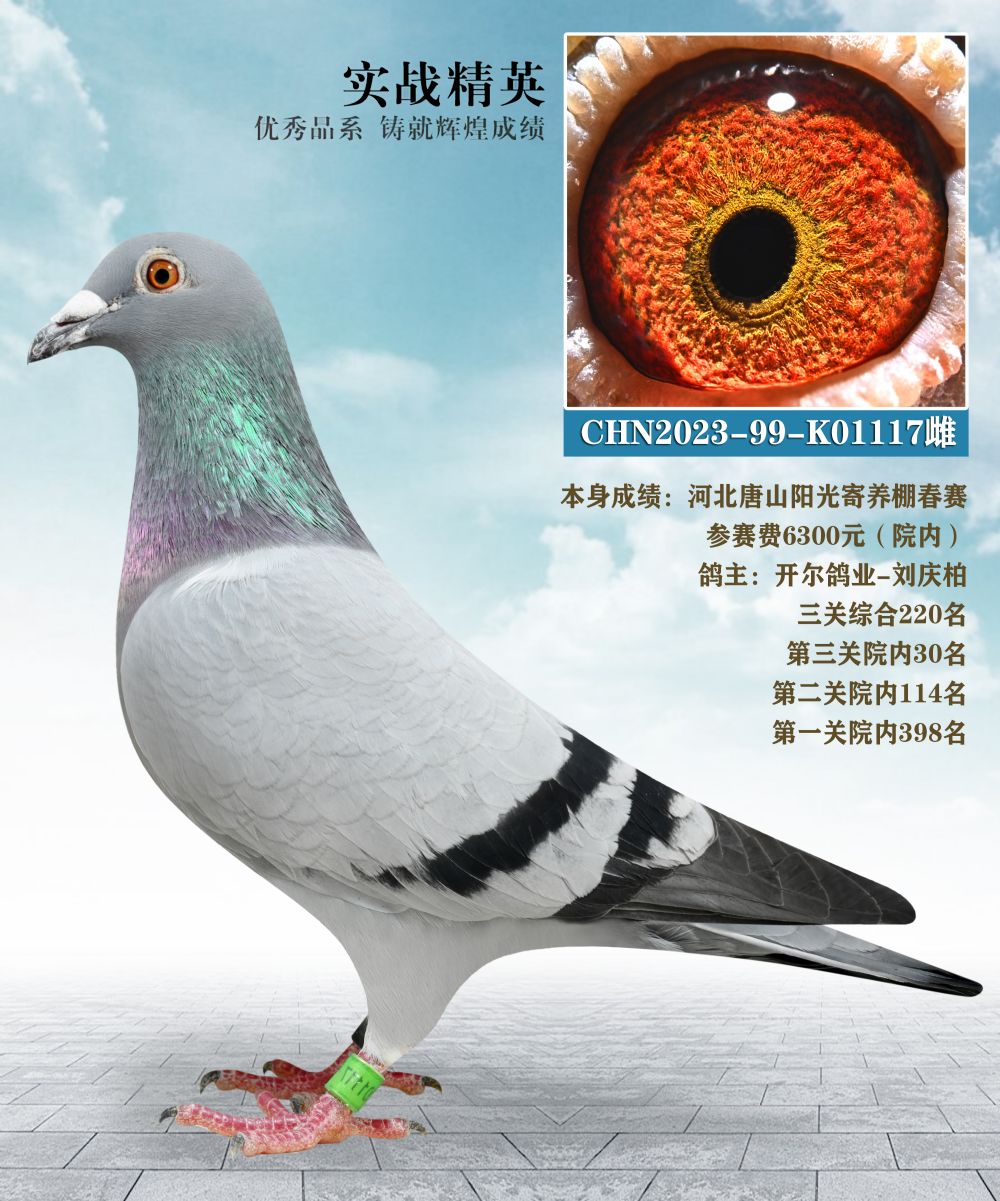 信鸽在线拍卖平台 - 中国信鸽信息网