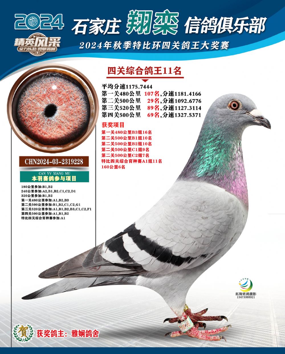 信鸽在线拍卖平台 - 中国信鸽信息网