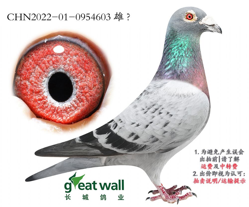 信鸽在线拍卖平台 - 中国信鸽信息网