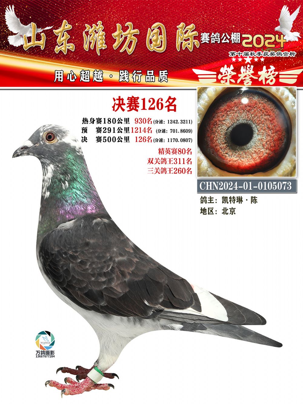 信鸽在线拍卖平台 - 中国信鸽信息网