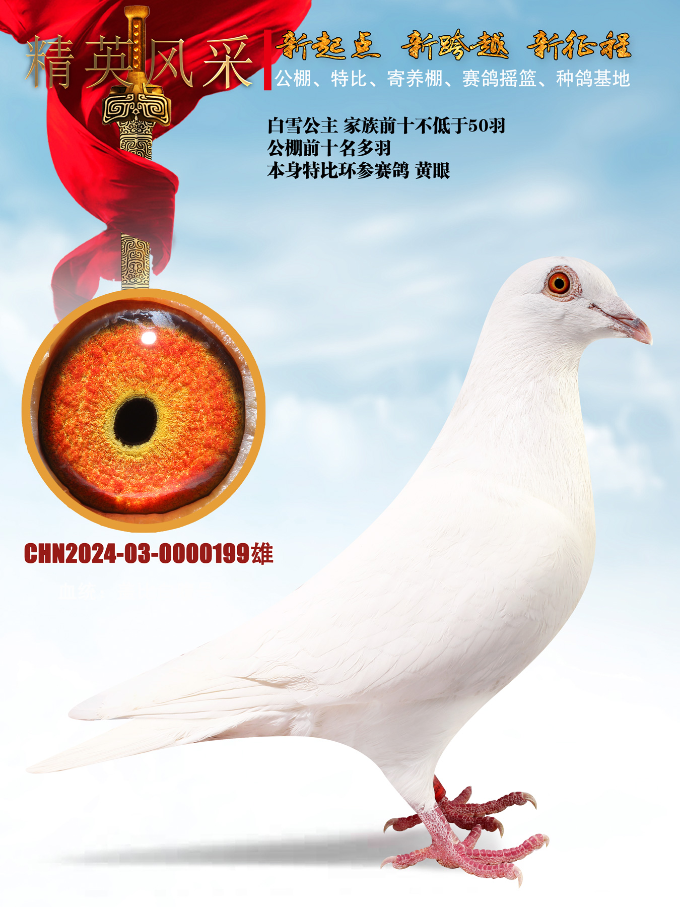 信鸽在线拍卖平台 - 中国信鸽信息网