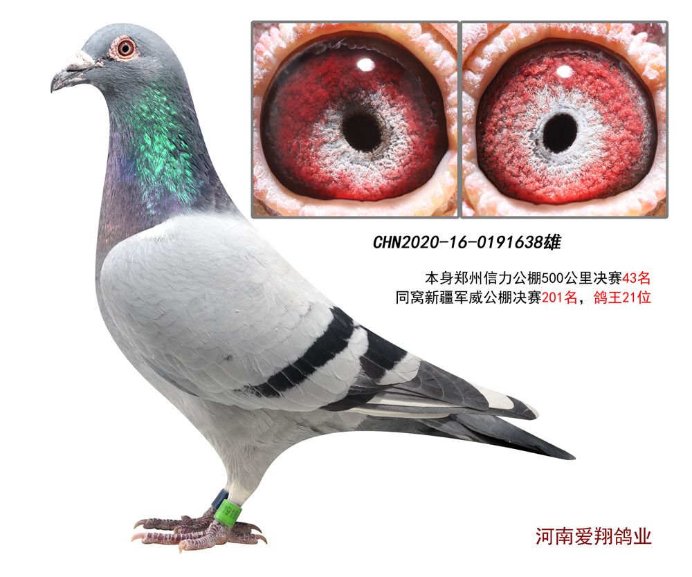 信鸽在线拍卖平台 - 中国信鸽信息网