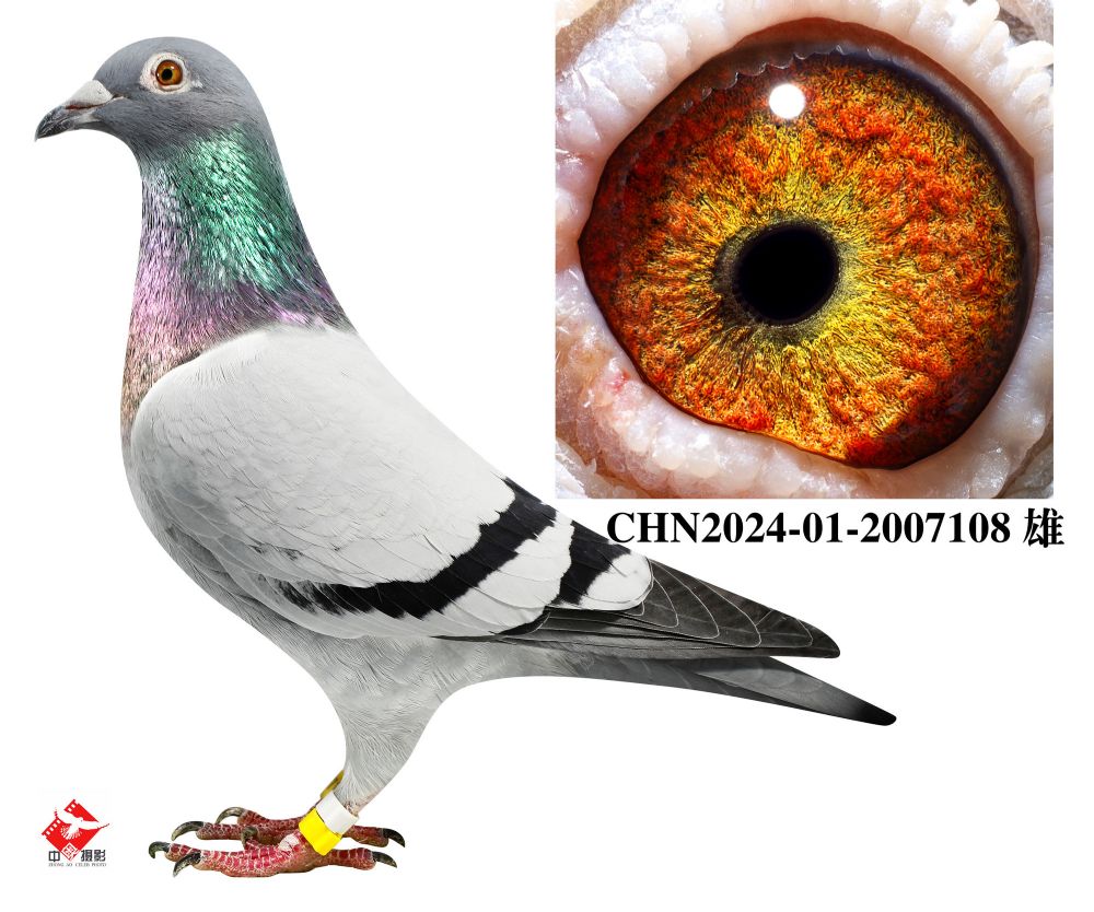 信鸽在线拍卖平台 - 中国信鸽信息网