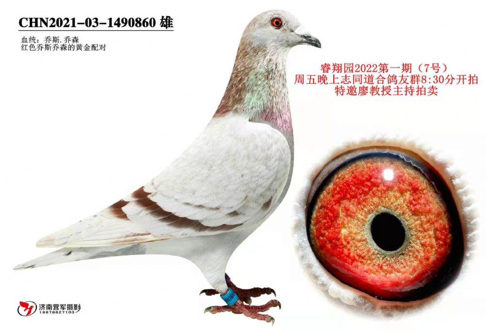 信鸽在线拍卖平台 - 中国信鸽信息网