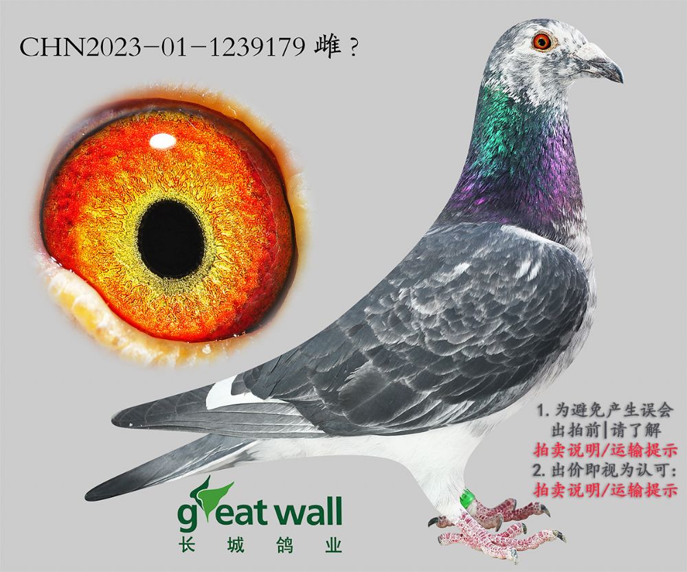 信鸽在线拍卖平台 - 中国信鸽信息网