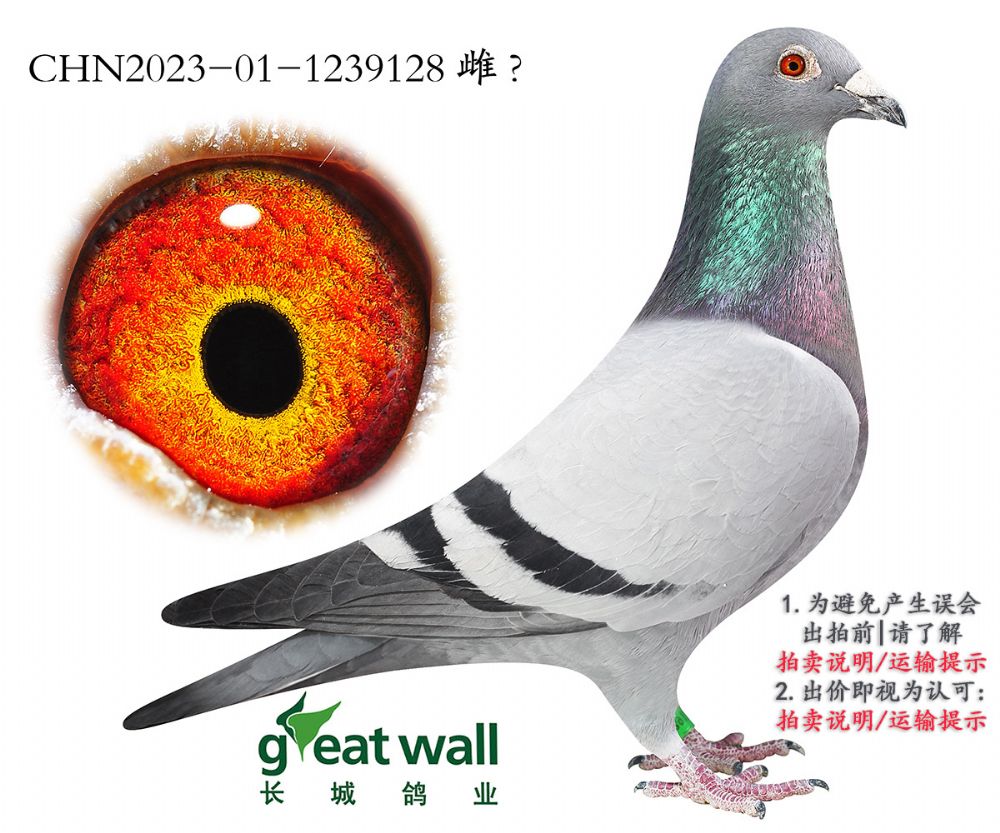 信鸽在线拍卖平台 - 中国信鸽信息网