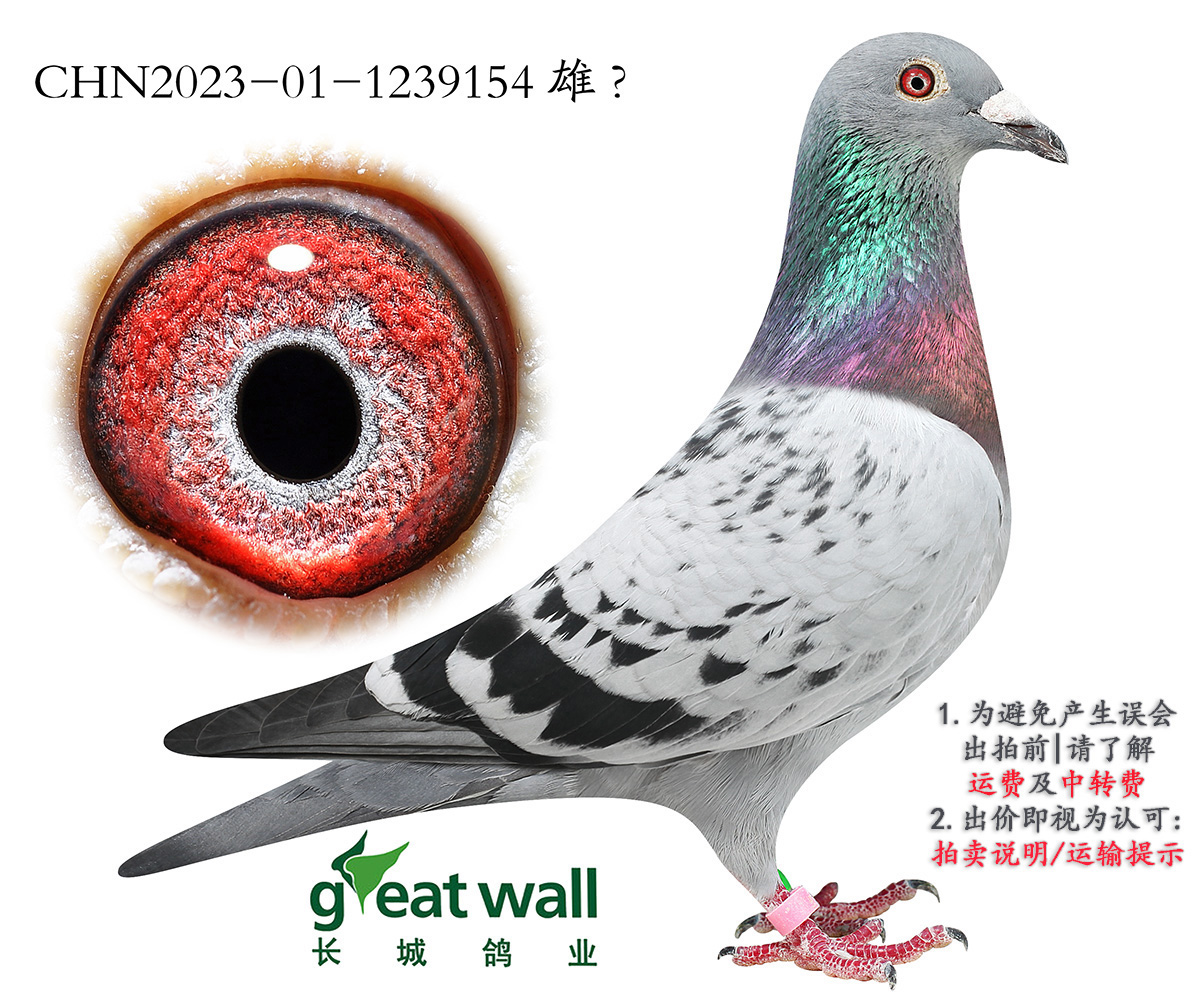 信鸽在线拍卖平台 - 中国信鸽信息网