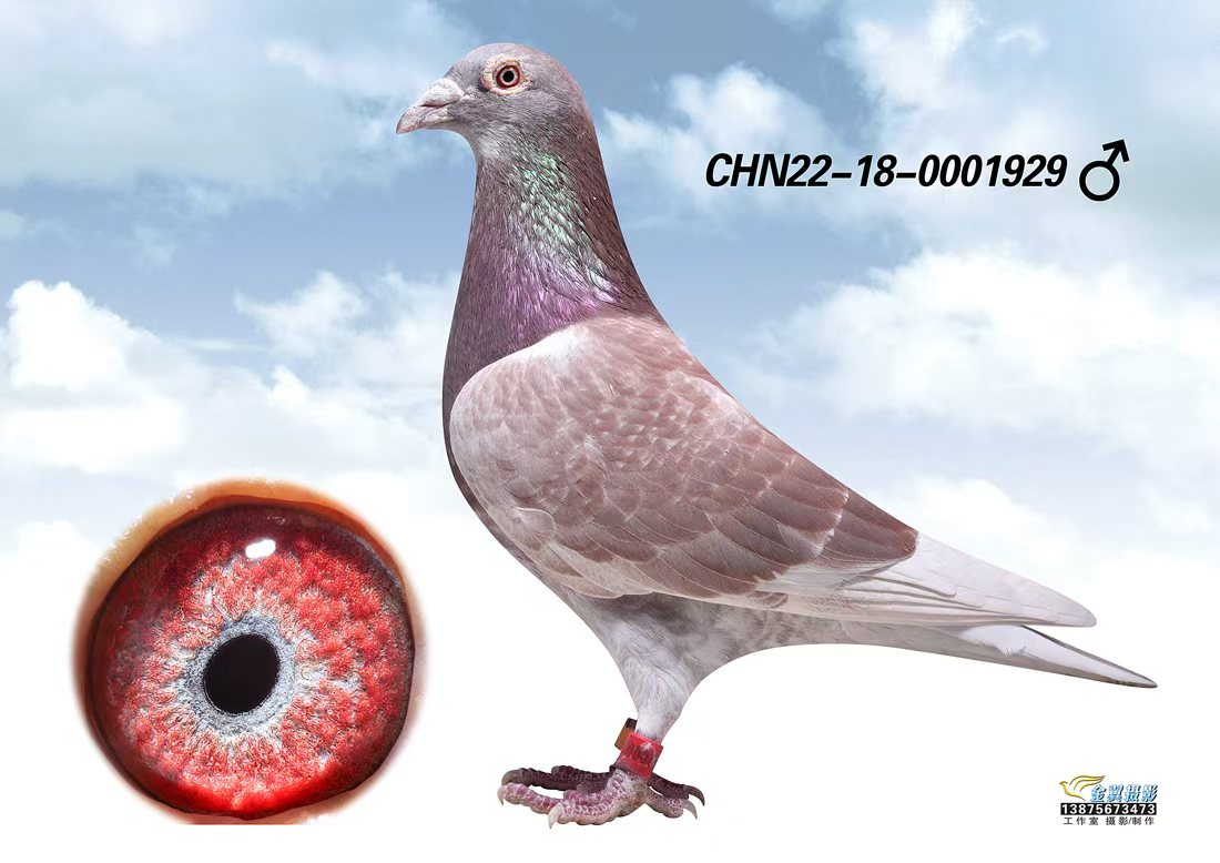 信鸽在线拍卖平台 - 中国信鸽信息网