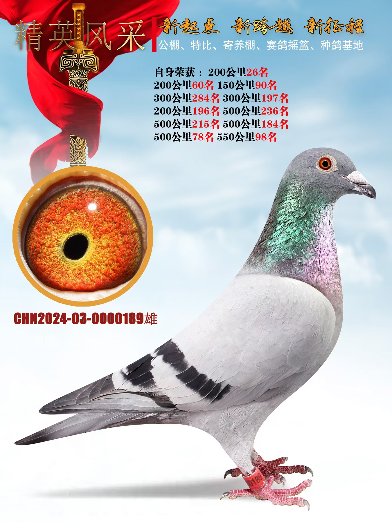 信鸽在线拍卖平台 - 中国信鸽信息网
