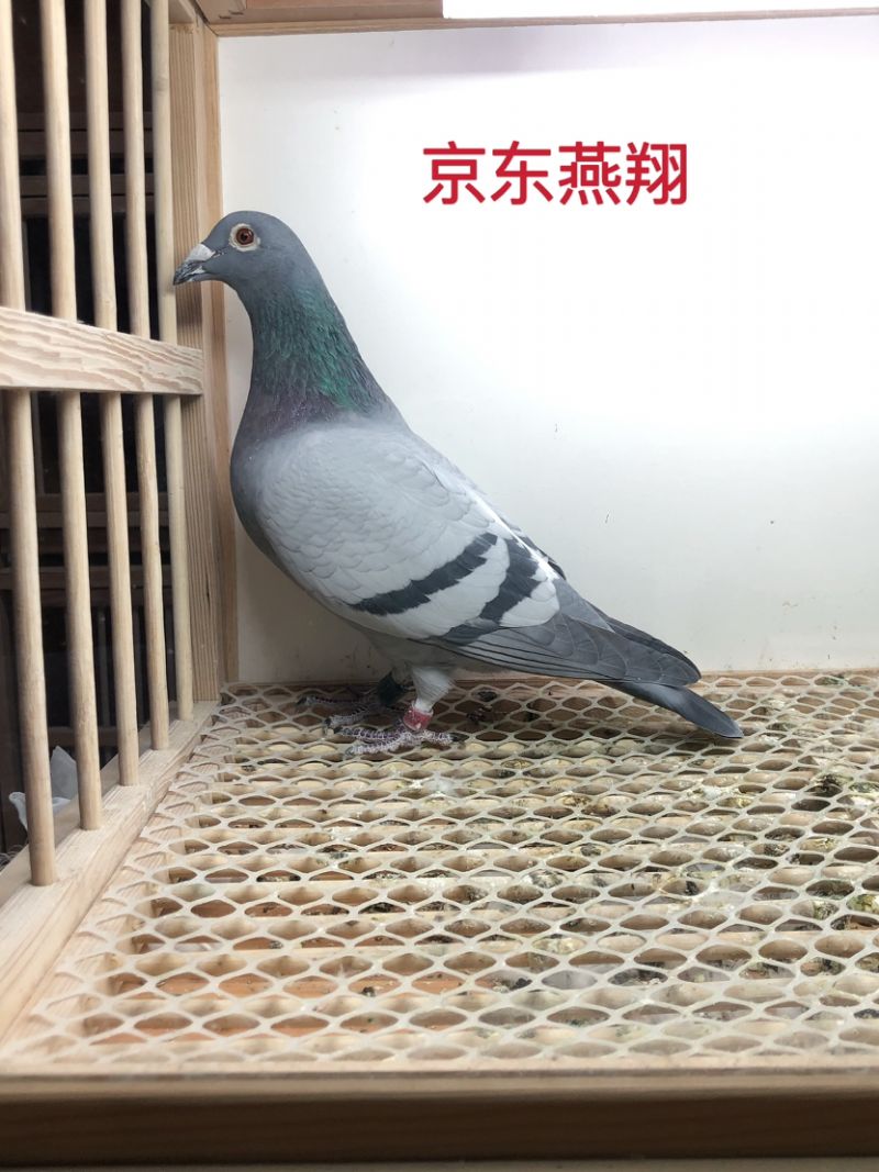 信鸽在线拍卖平台 - 中国信鸽信息网