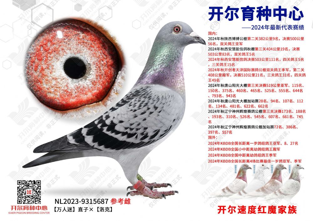 信鸽在线拍卖平台 - 中国信鸽信息网