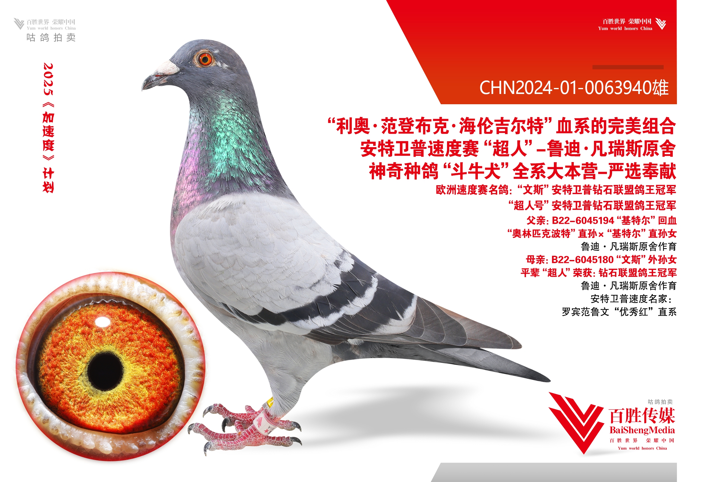 信鸽在线拍卖平台 - 中国信鸽信息网