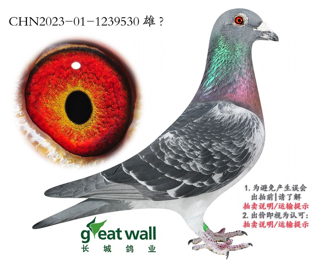 信鸽在线拍卖平台 - 中国信鸽信息网