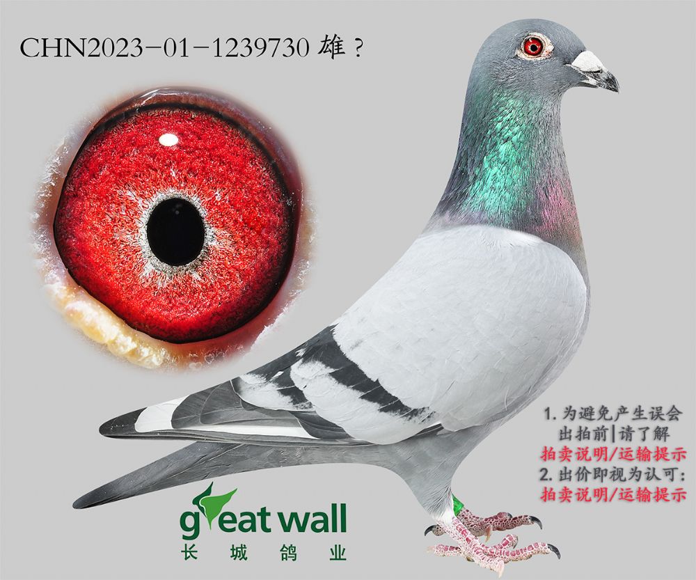 信鸽在线拍卖平台 - 中国信鸽信息网
