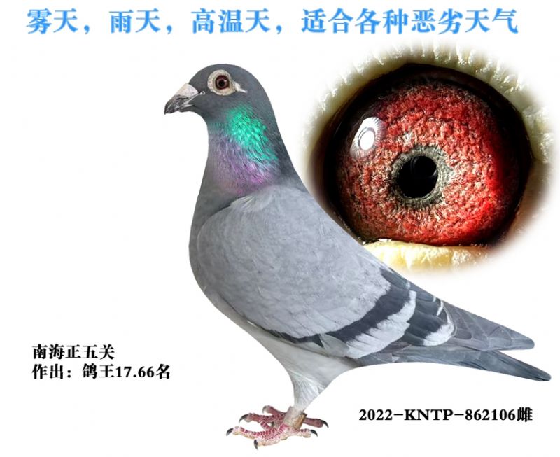 信鸽在线拍卖平台 - 中国信鸽信息网