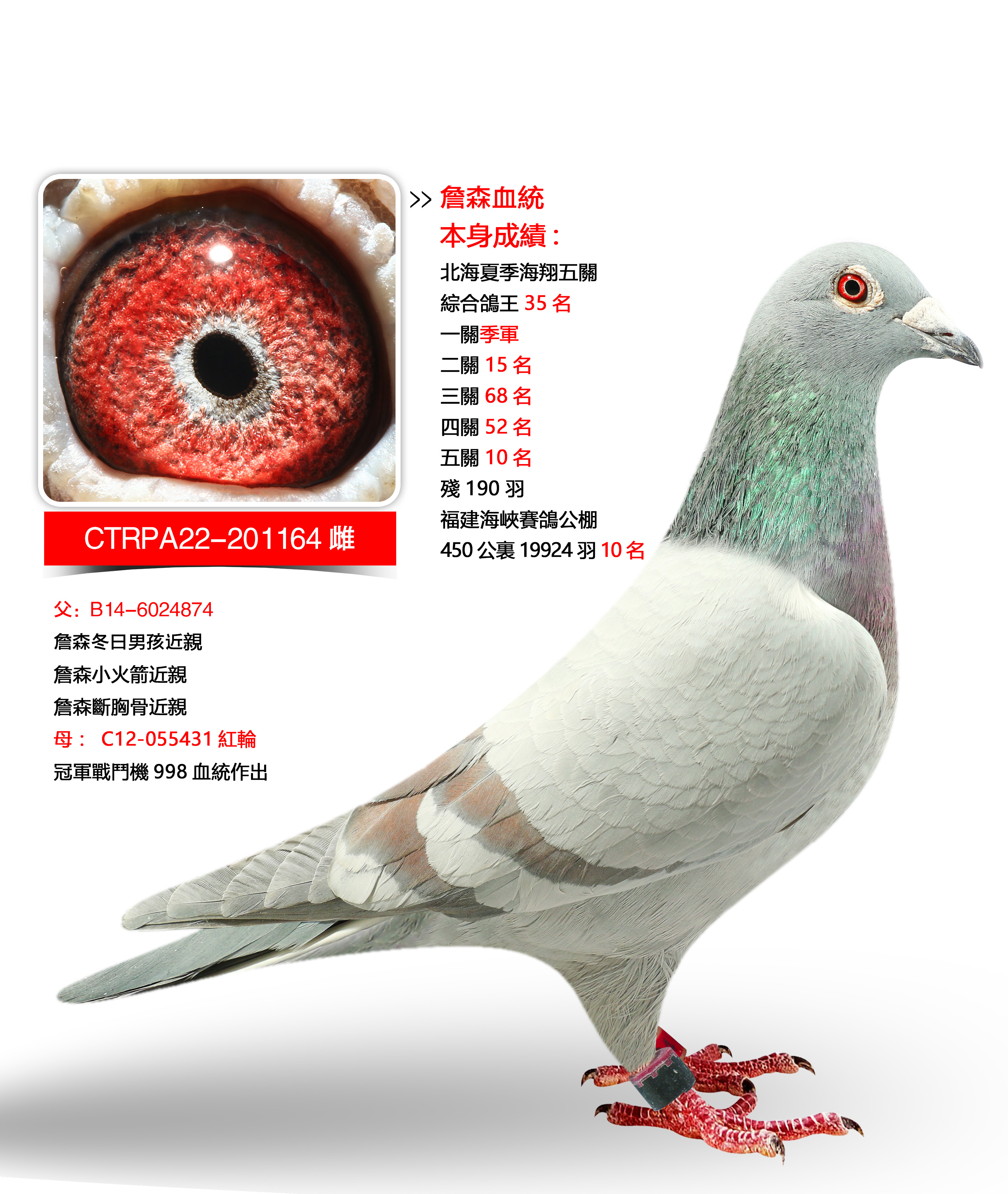 信鸽在线拍卖平台 - 中国信鸽信息网