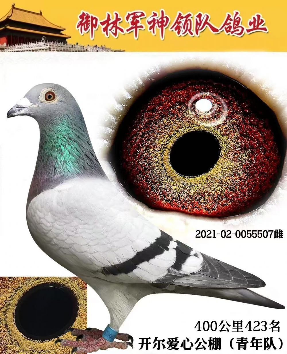 信鸽在线拍卖平台 - 中国信鸽信息网