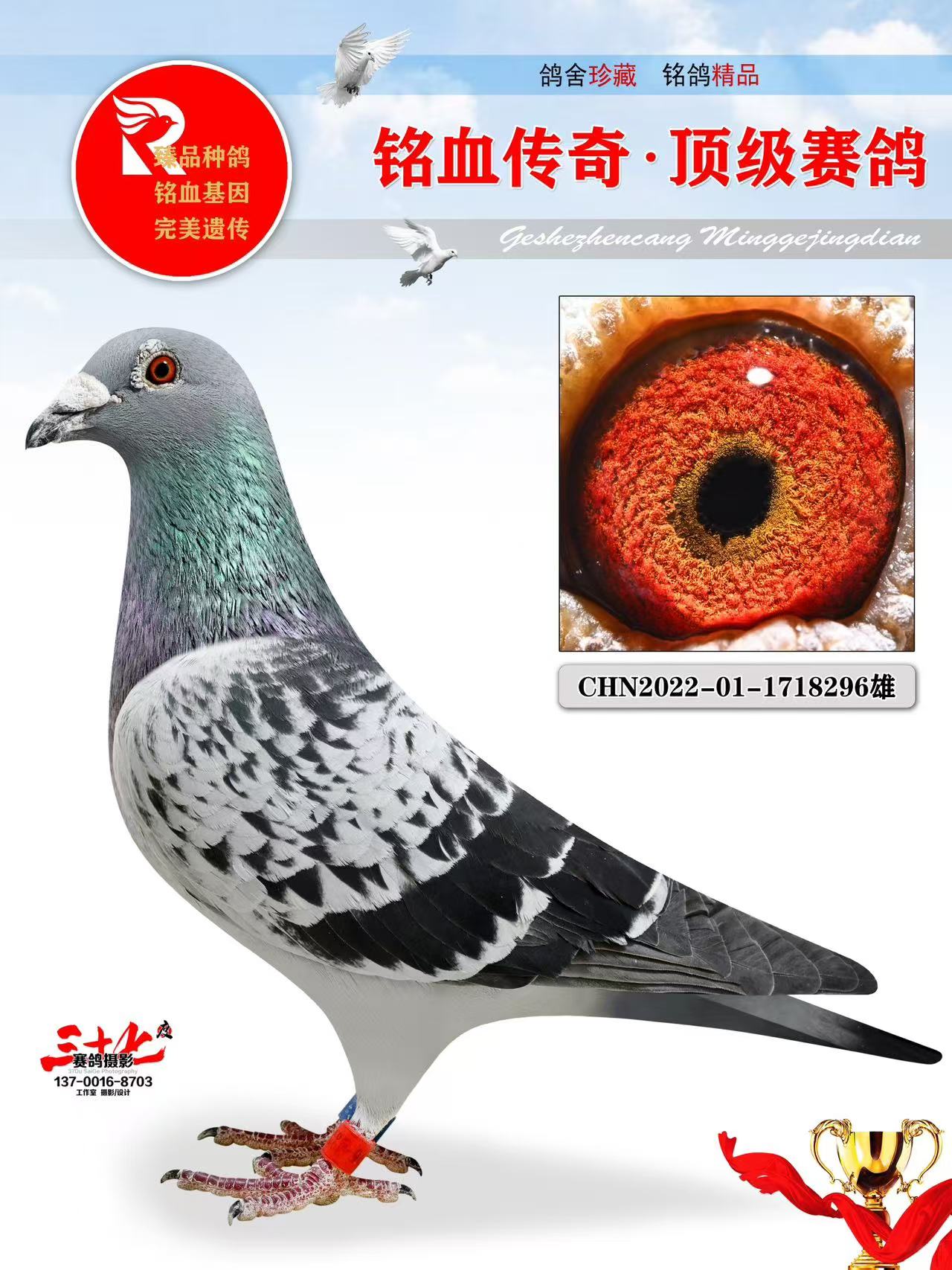 信鸽在线拍卖平台 - 中国信鸽信息网