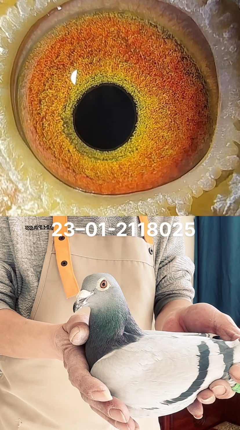 信鸽在线拍卖平台 - 中国信鸽信息网