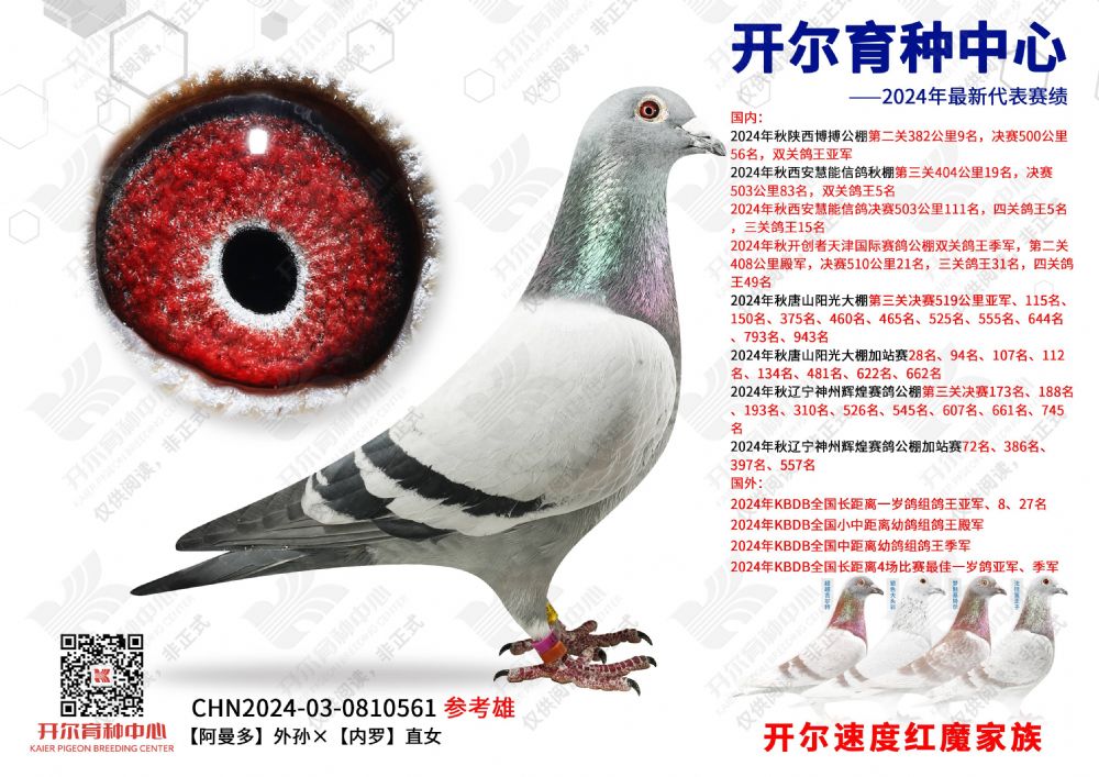 信鸽在线拍卖平台 - 中国信鸽信息网