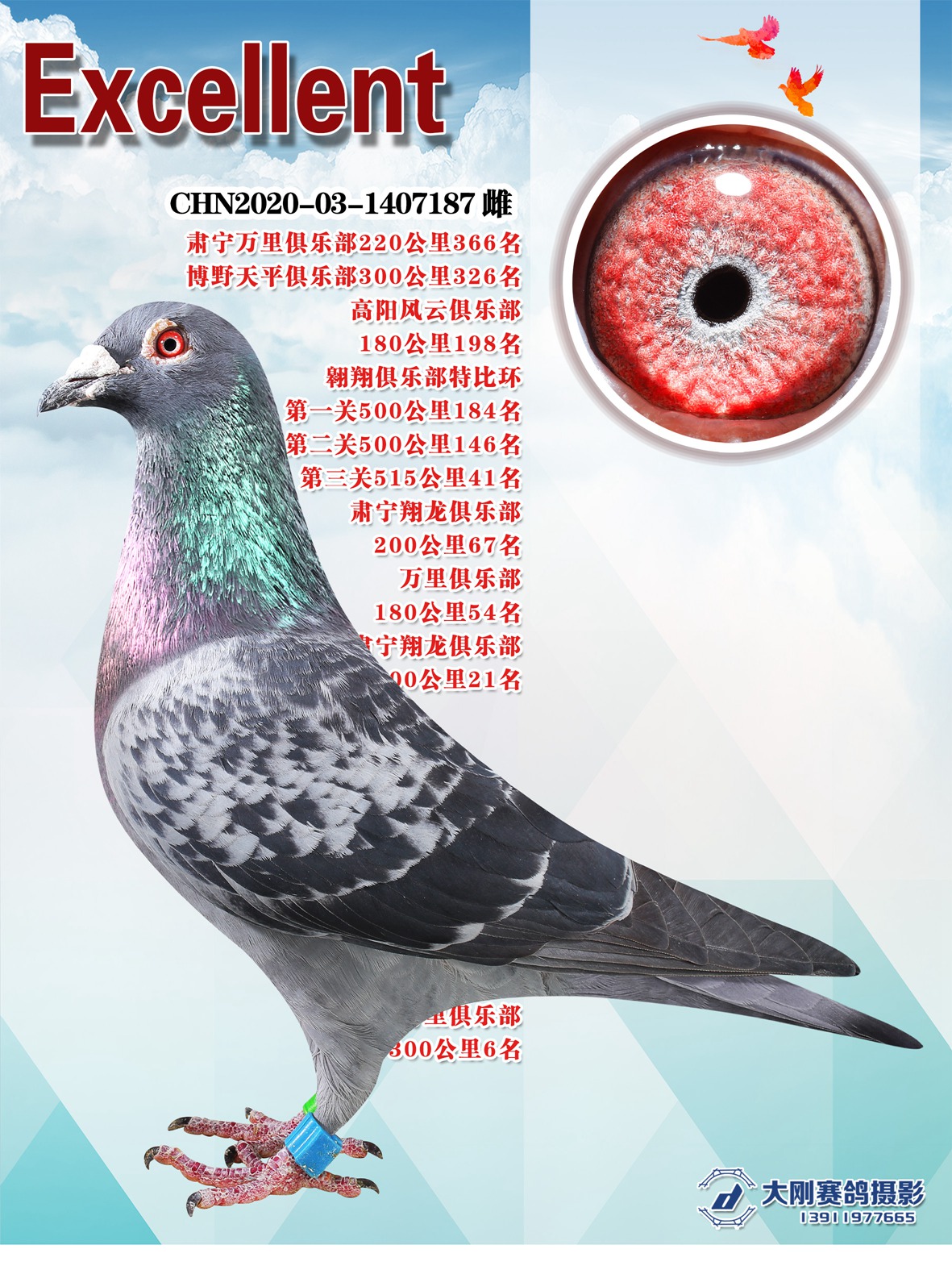 信鸽在线拍卖平台 - 中国信鸽信息网