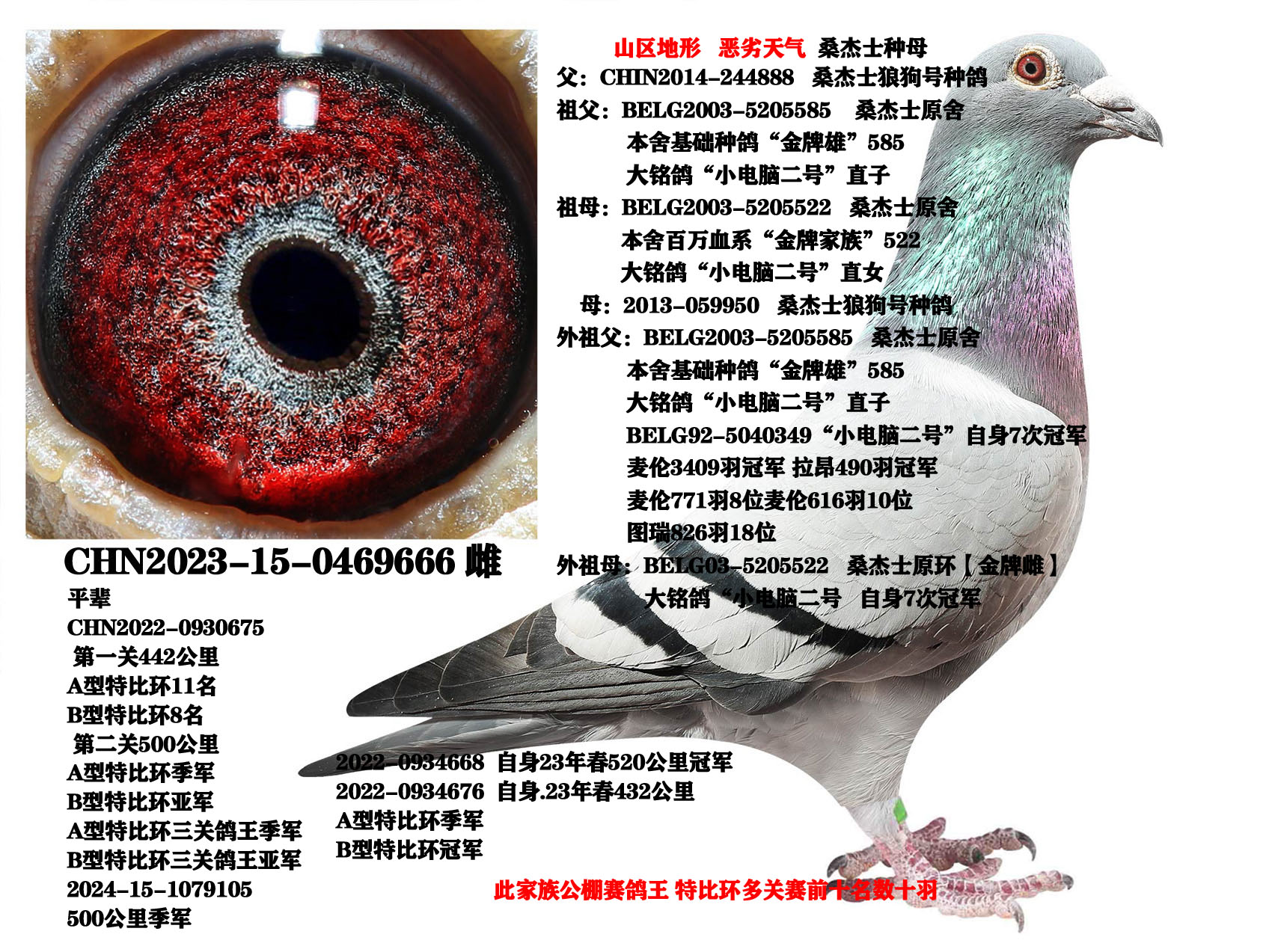 信鸽在线拍卖平台 - 中国信鸽信息网