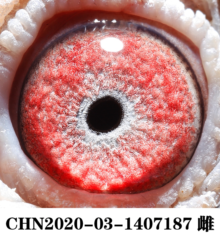 信鸽在线拍卖平台 - 中国信鸽信息网