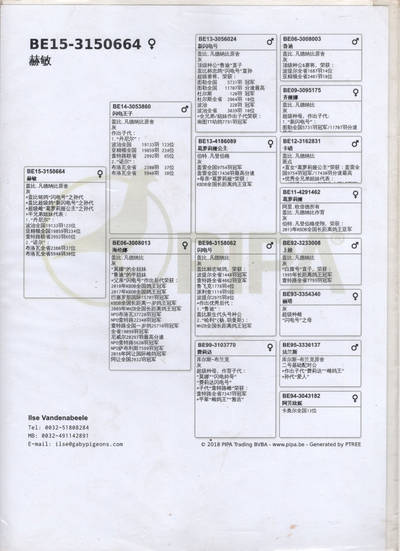 信鸽在线拍卖平台 - 中国信鸽信息网