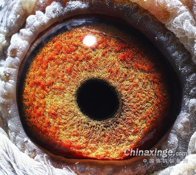 信鸽在线拍卖平台 - 中国信鸽信息网