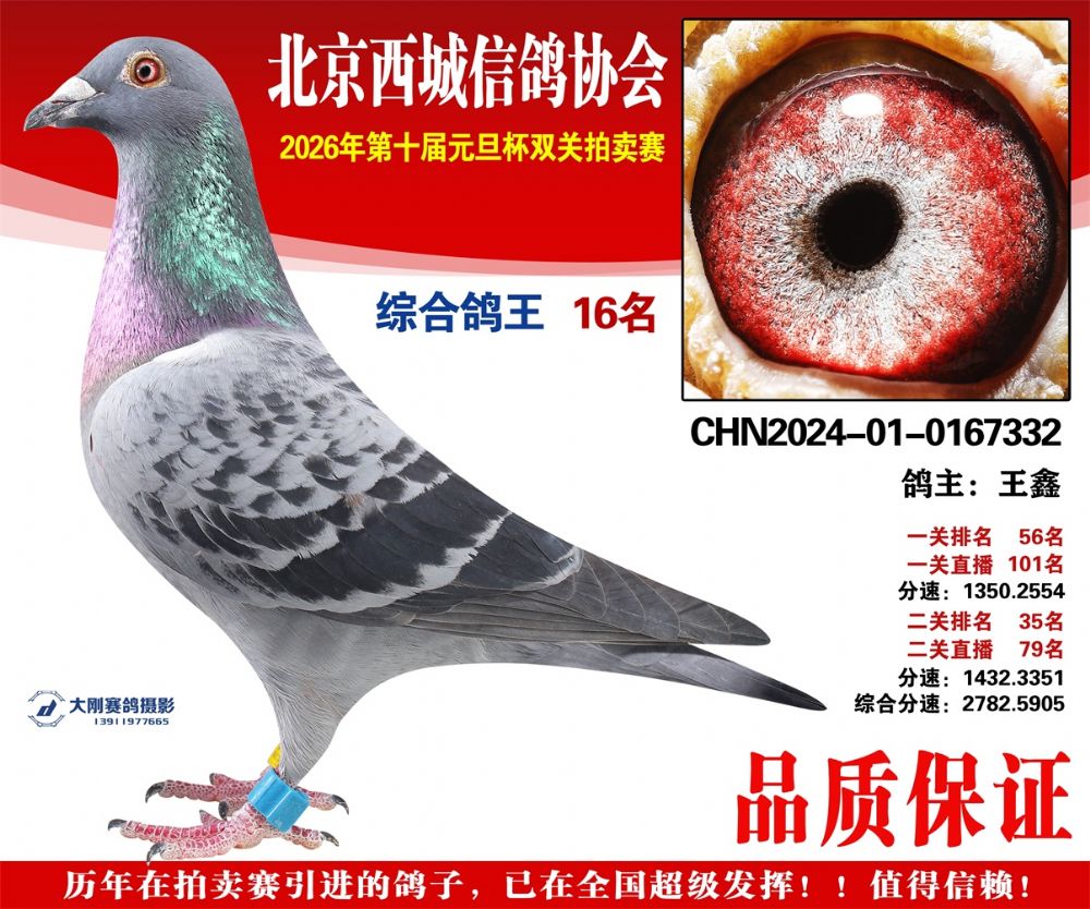 信鸽在线拍卖平台 - 中国信鸽信息网