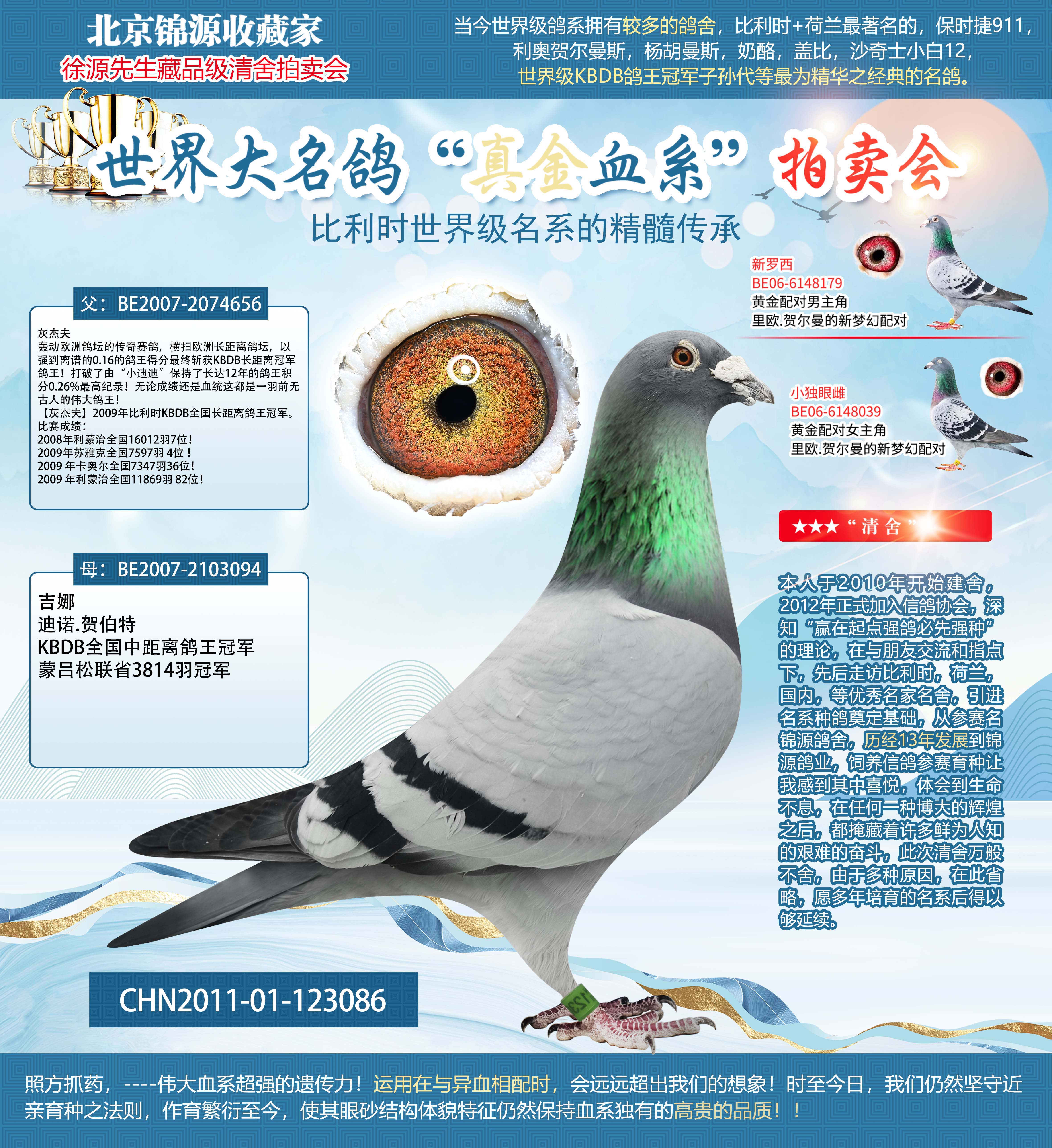 信鸽在线拍卖平台 中国信鸽信息网