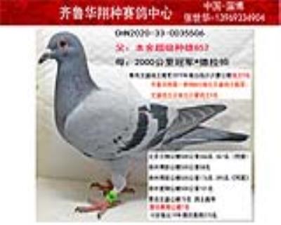 信鸽在线拍卖平台 - 中国信鸽信息网