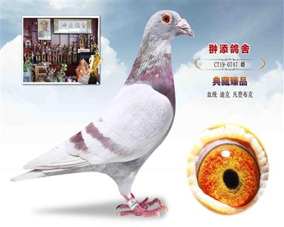 信鸽在线拍卖平台 - 中国信鸽信息网