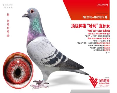 信鸽在线拍卖平台 - 中国信鸽信息网